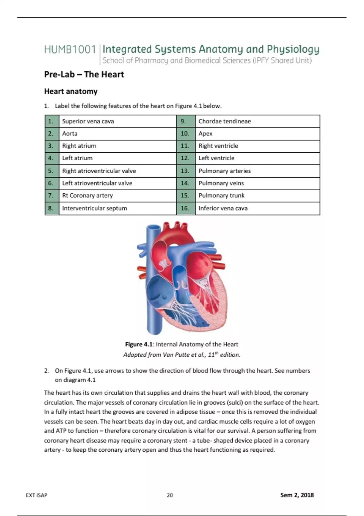 Heart anatomy - BH-ADVBSC (HUMB1001) - Stuvia US