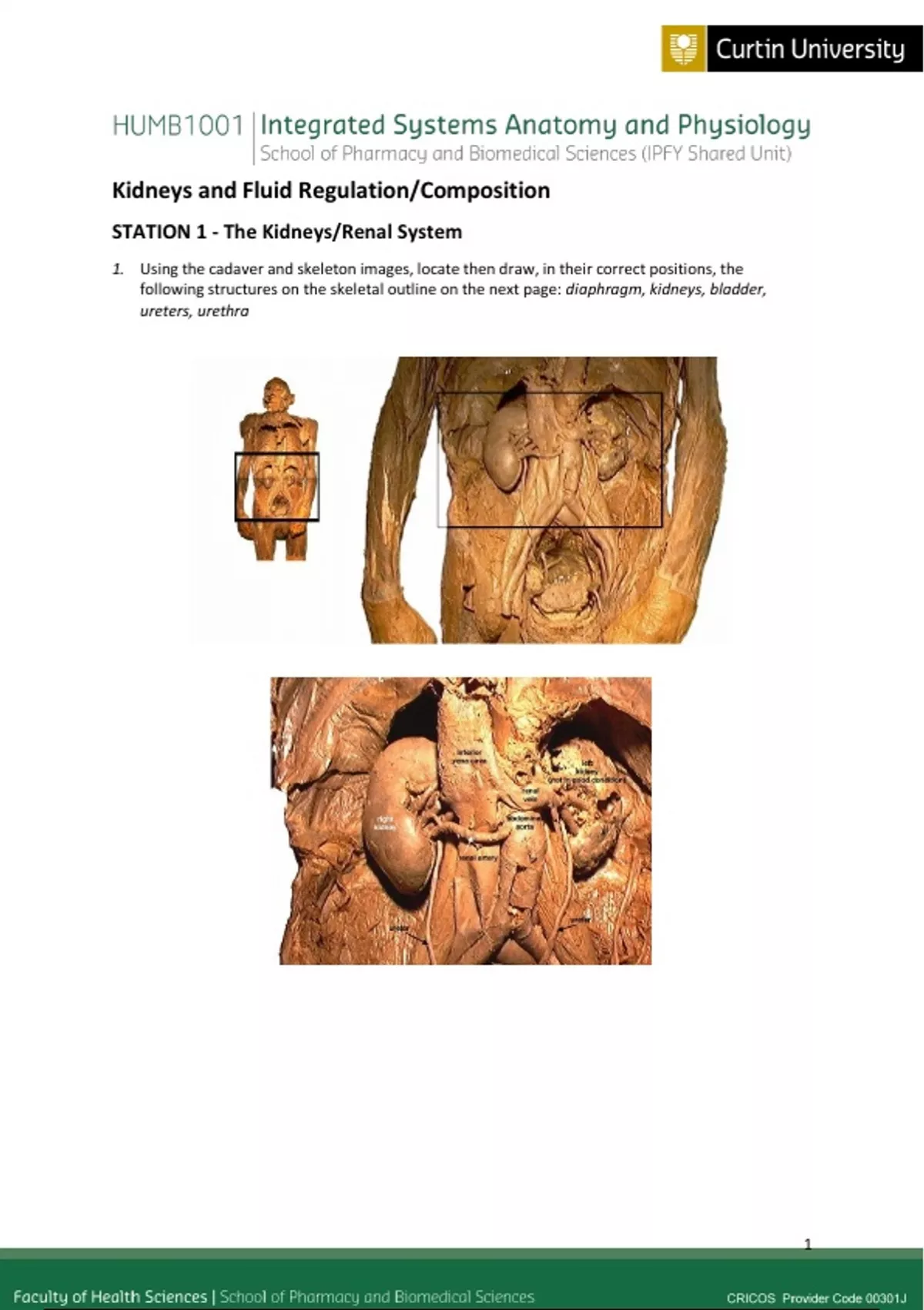 Kidney anatomy - BH-ADVBSC (HUMB1001) - Stuvia US