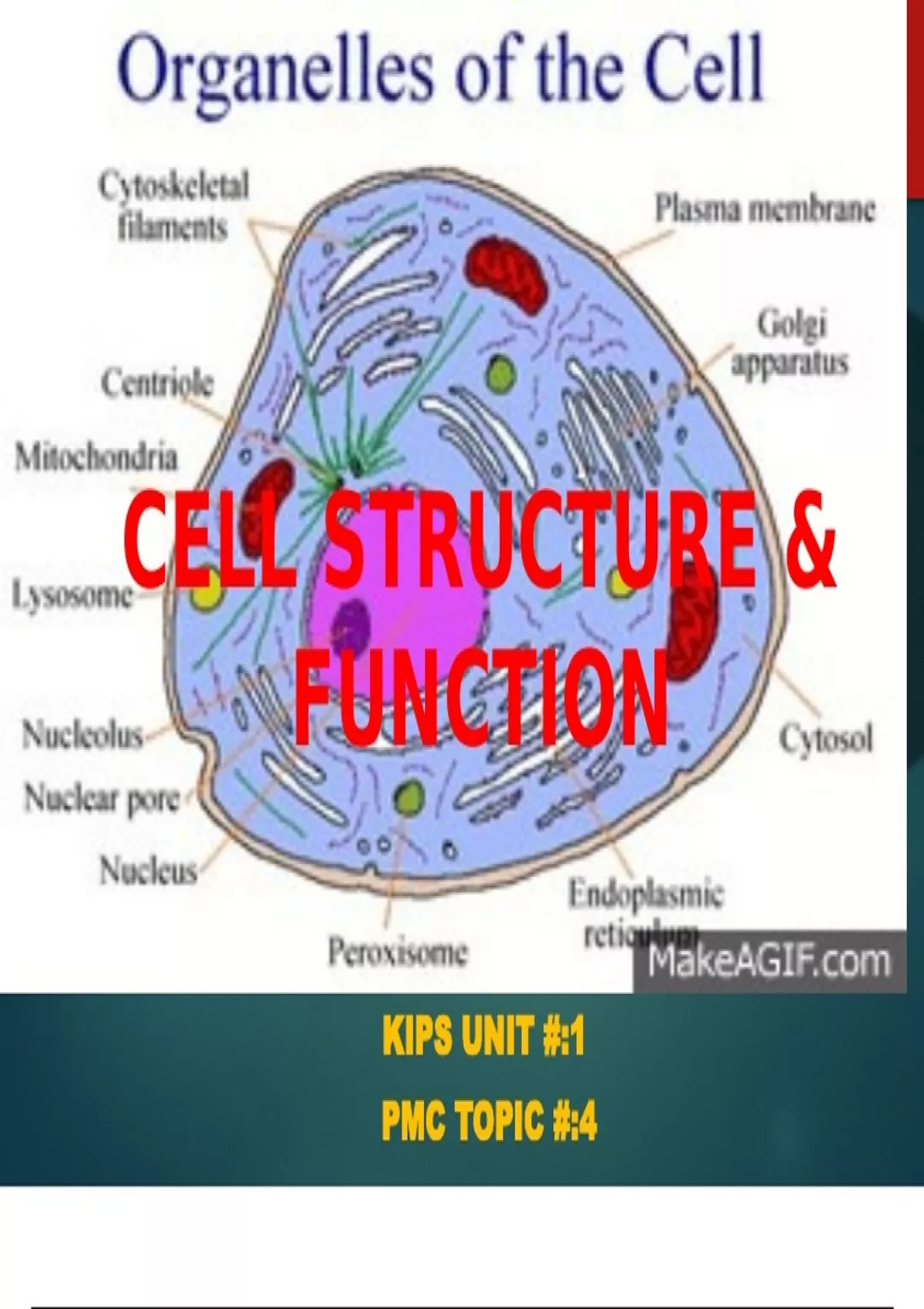 Cell structure and function presentation biology mcat prep - Biology ...