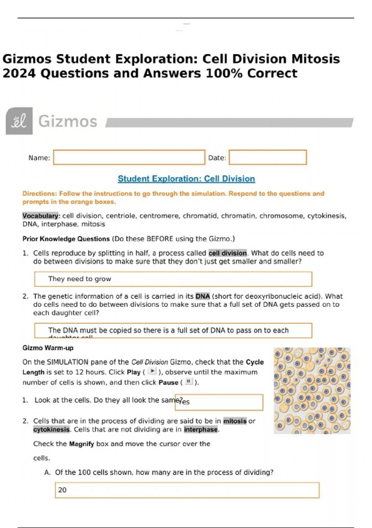 Gizmos Student Exploration: Cell Division Mitosis 2024 Questions and ...