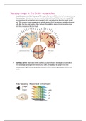 Examples of Sensory Maps in the Brain - Cognitieve Neurowetenschap ...