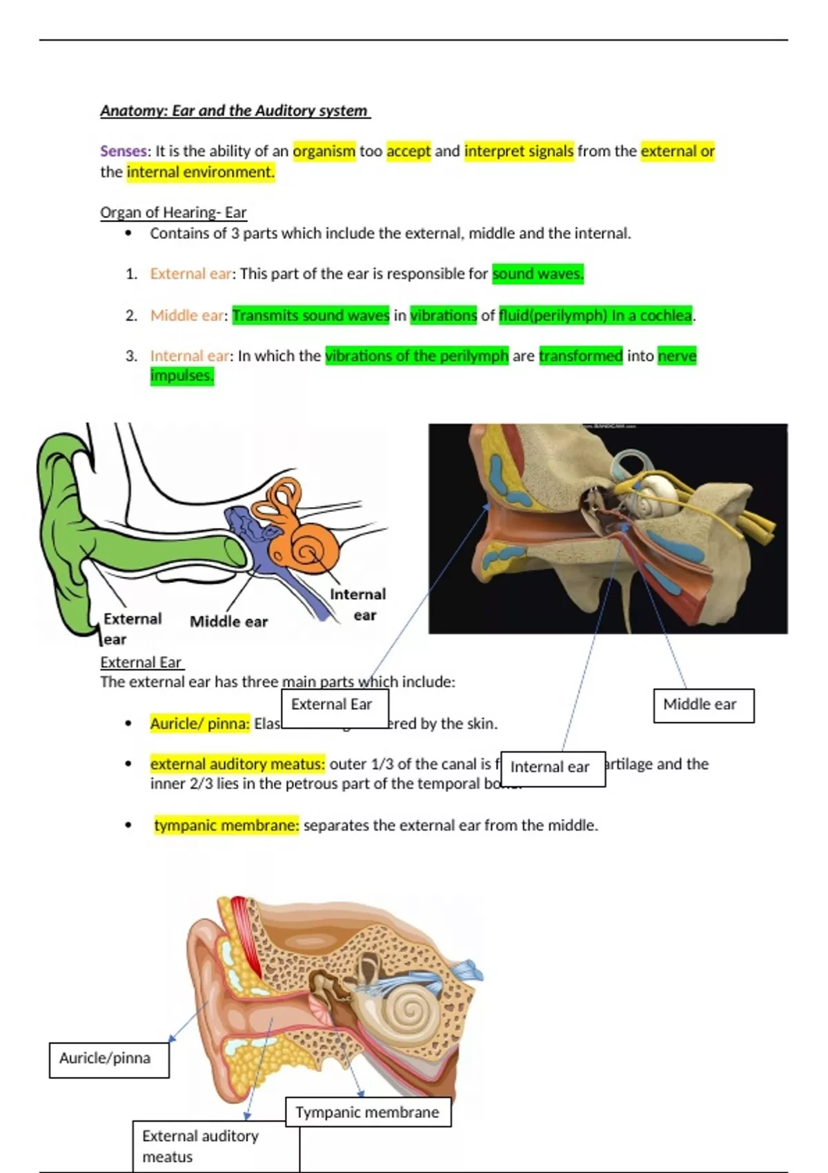 Summary Anatomy: Ear and the Auditory system - Medical sciences - Stuvia UK