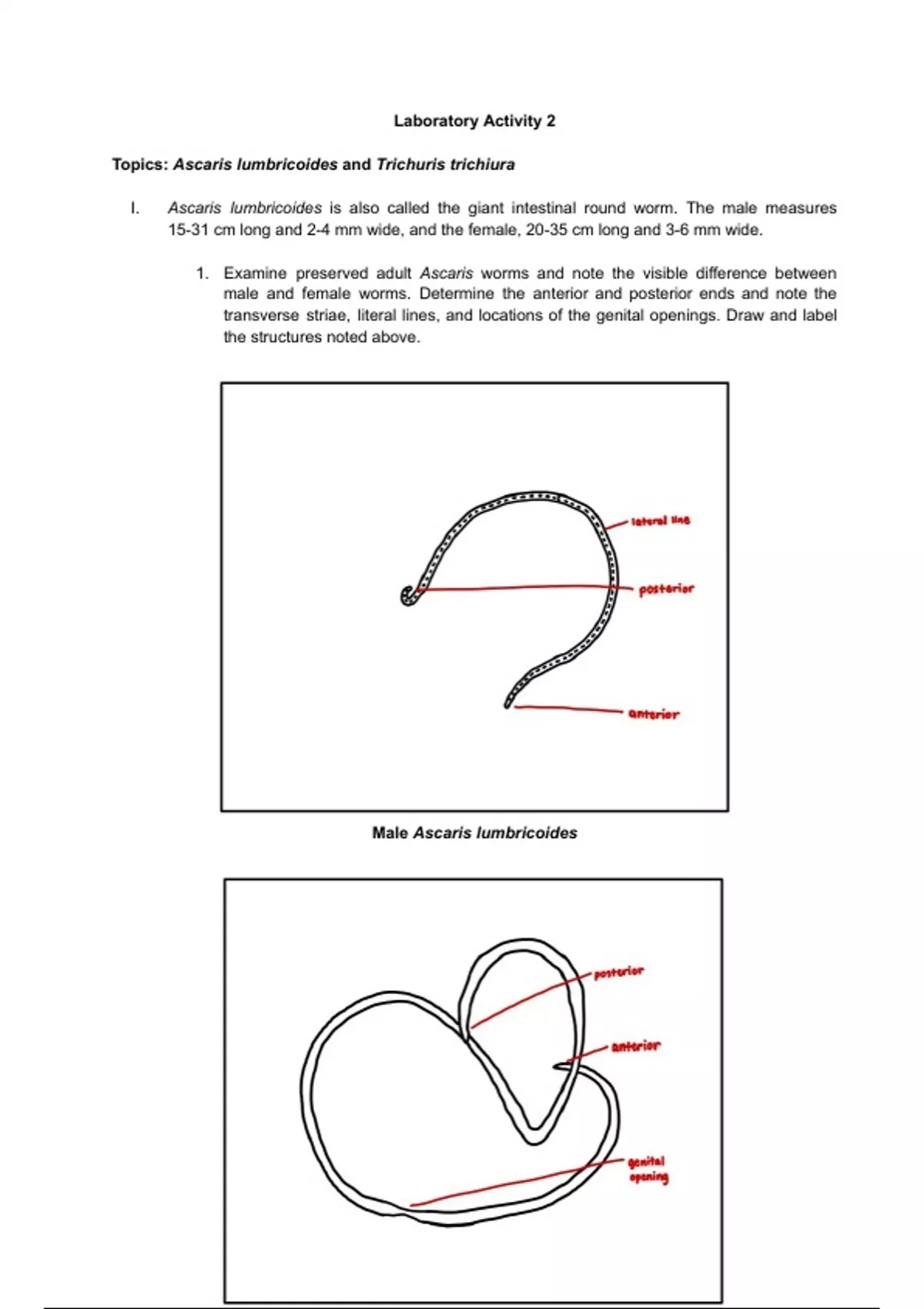 Parasitology Laboratory Activity 2_Ascaris, Trichuris, Hookworm ...