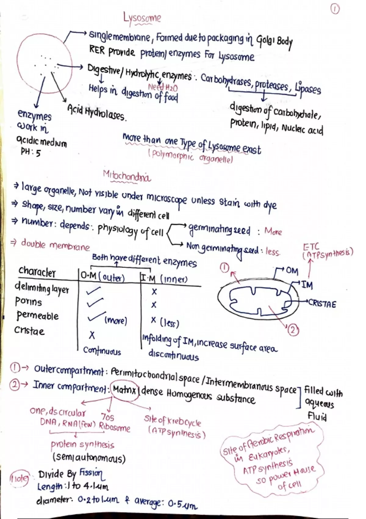 Summary Class 11 lysosome and mitochondria short notes - CBSE - Stuvia US