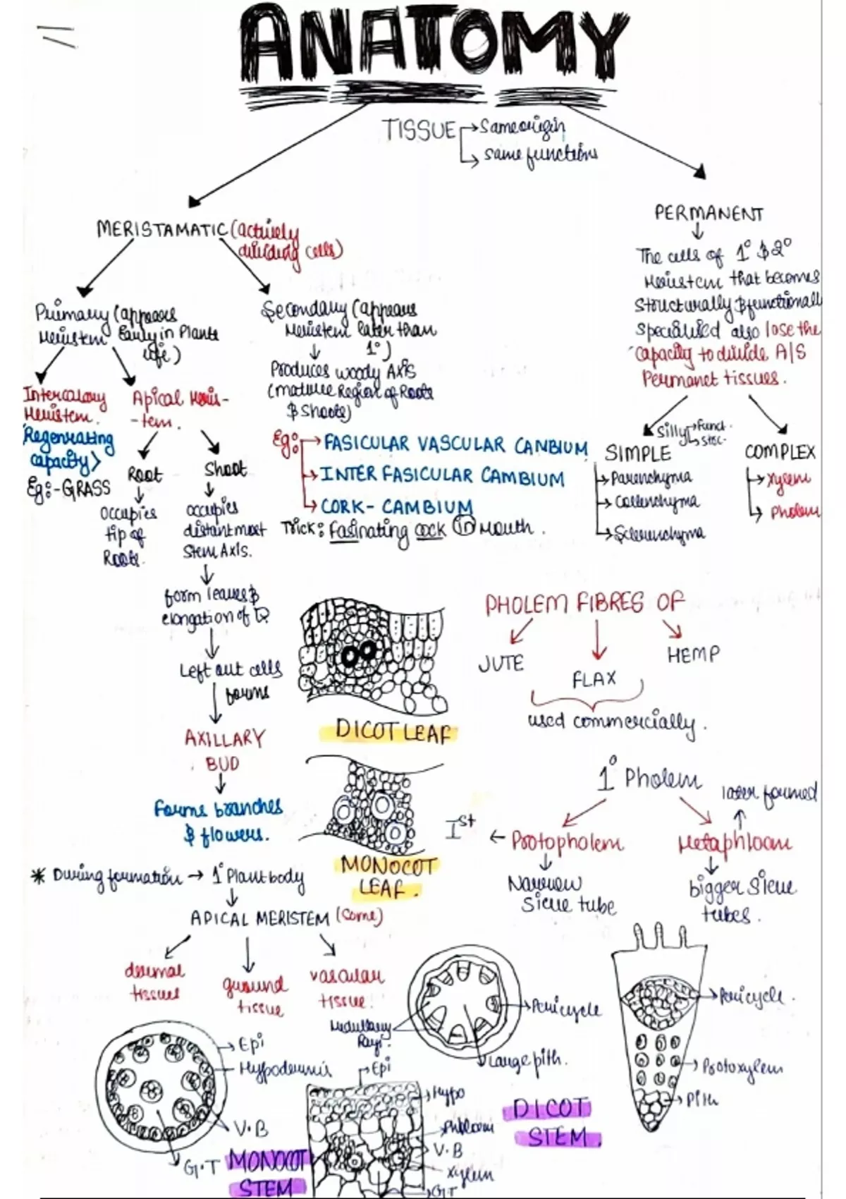 Summary BEST HANDWRITTEN NOTES FOR NEET 2025 ANATOMY OF PLANTS DELETED ...