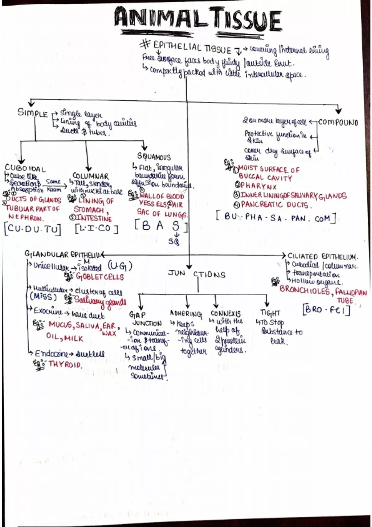 Summary BEST HANDWRITTEN NOTES FOR NEET 2025 ANIMAL TISSUE WITH ...