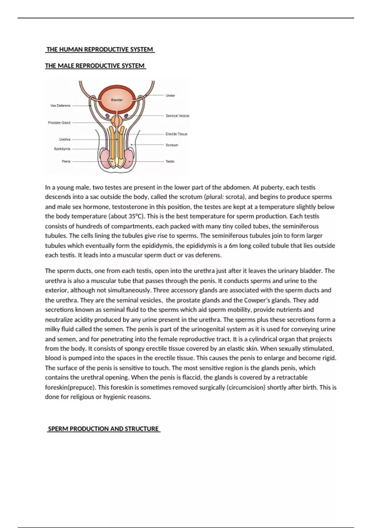 The human reproductive system. - Biology - Stuvia US