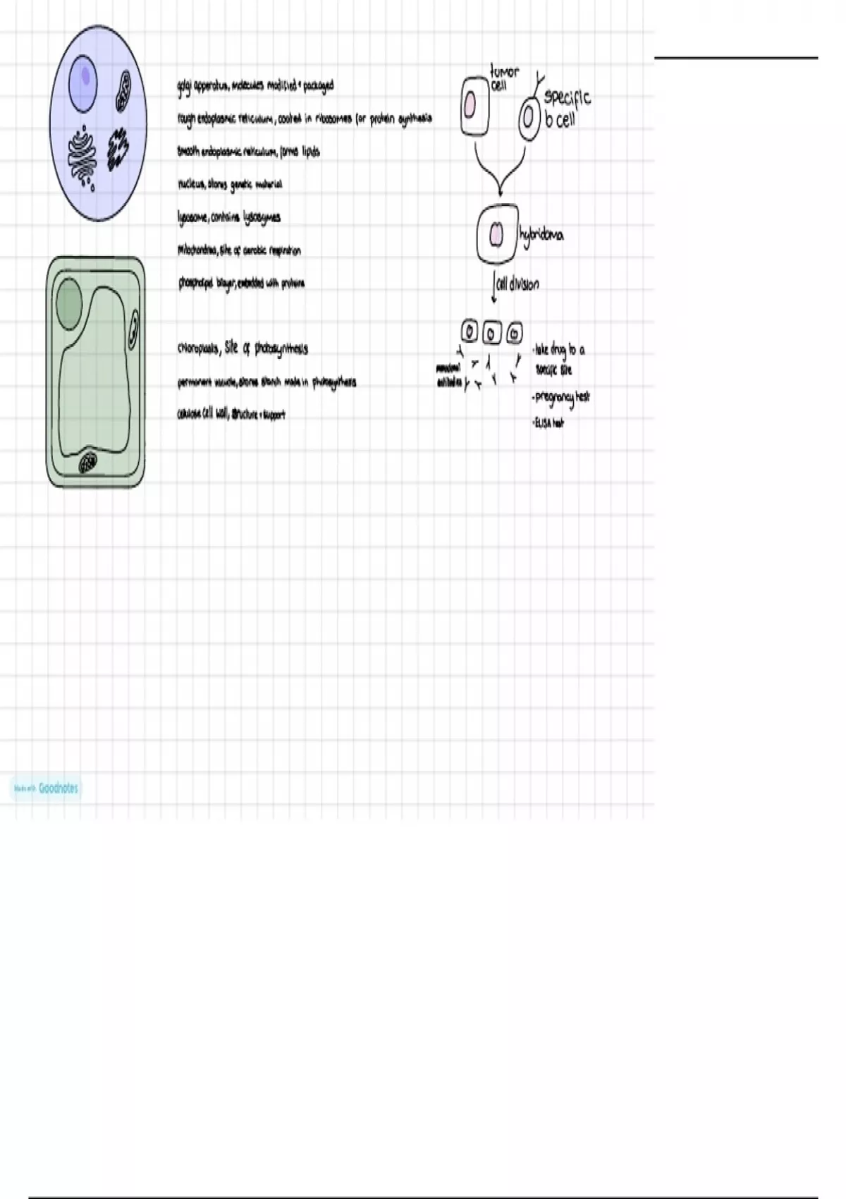 Eukaryotic cell diagrams - Unit 2 - Cells - Stuvia UK