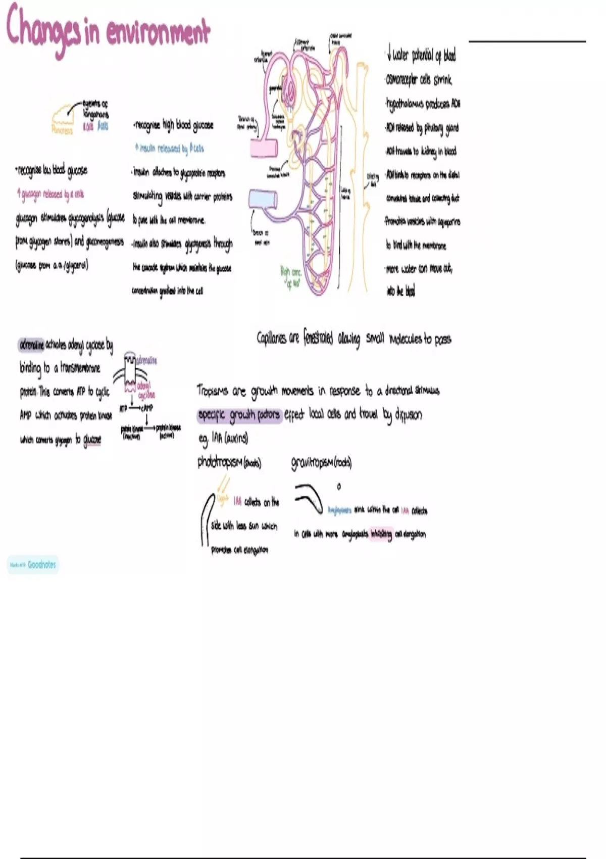 Summary Kidneys and hormones (plant and animal) a level notes - Unit 6 ...