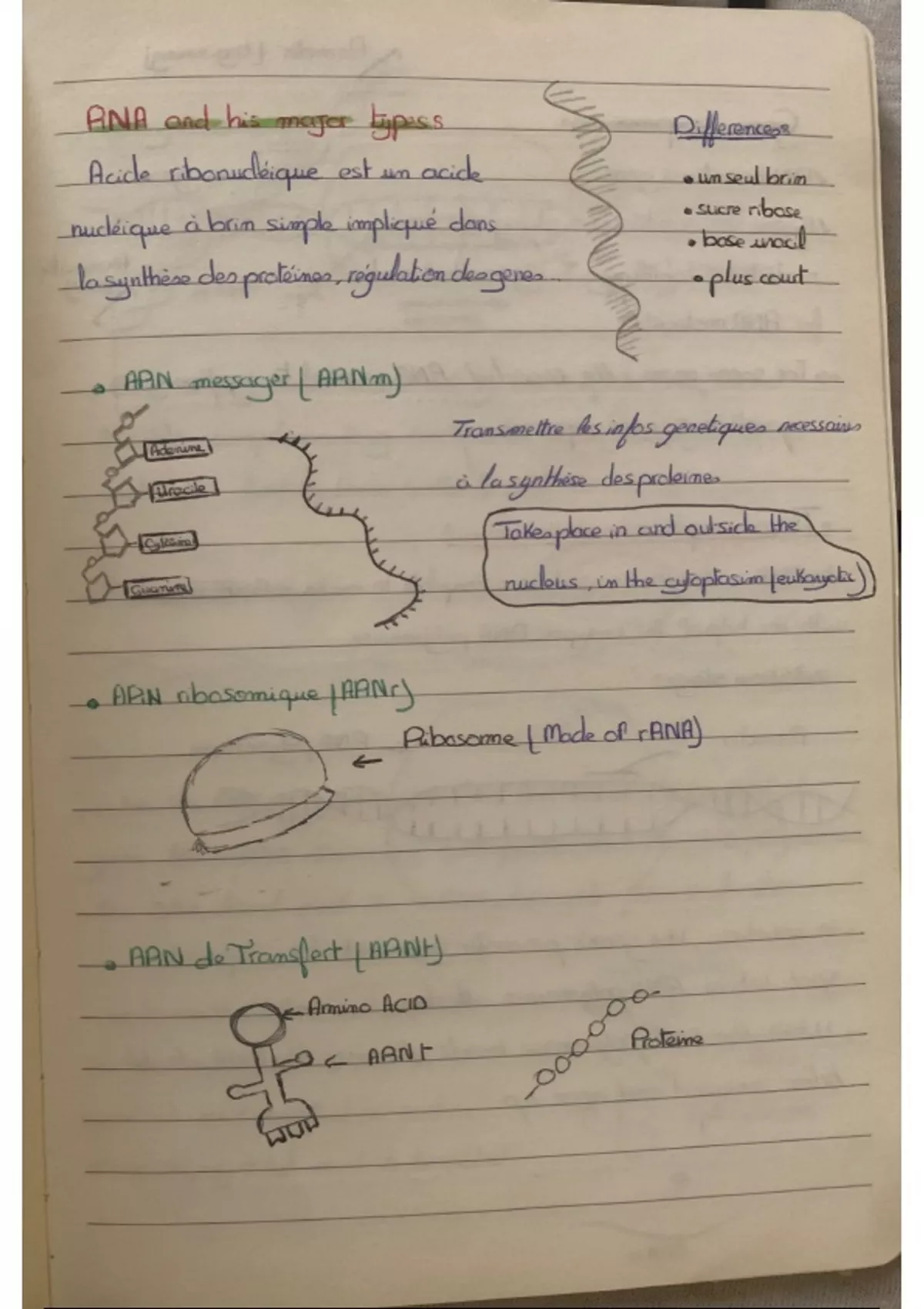 Summary Gene Expression and Protein Synthesis: A Guide with RNA Types ...