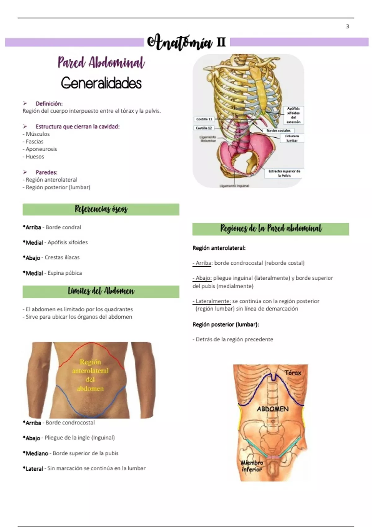 Sumario resumen ANATOMIA HUMANA- MEDICINA (Libro latarjet y Netter ...