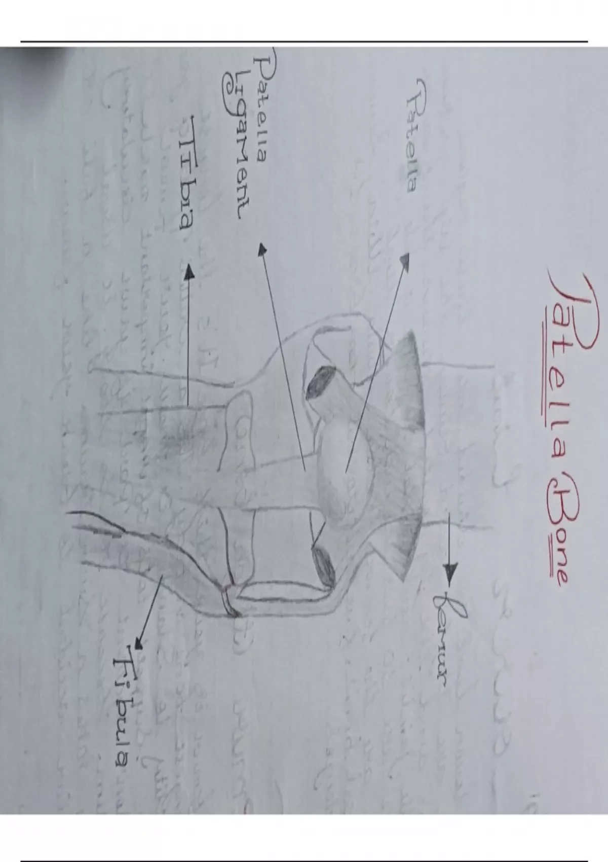 Class notes Anatomy Bd Chaurasia's Human Anatomy, Volume 1 - Anatomy ...