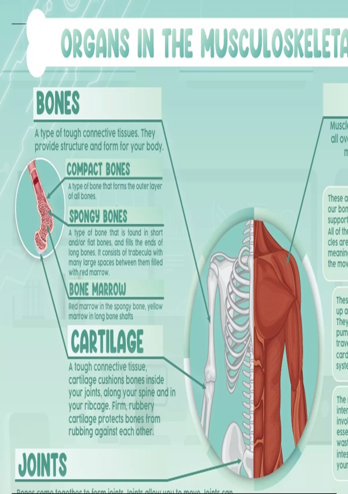 Organs in the Musculoskeletal Systems Academic Poster - Biology - Stuvia US