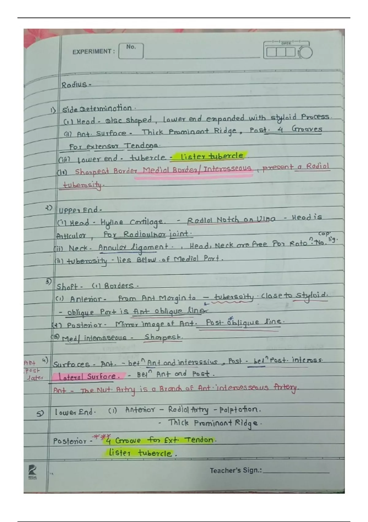 Summary Upper limb Redius Bone anatomy - MBBS - Stuvia US