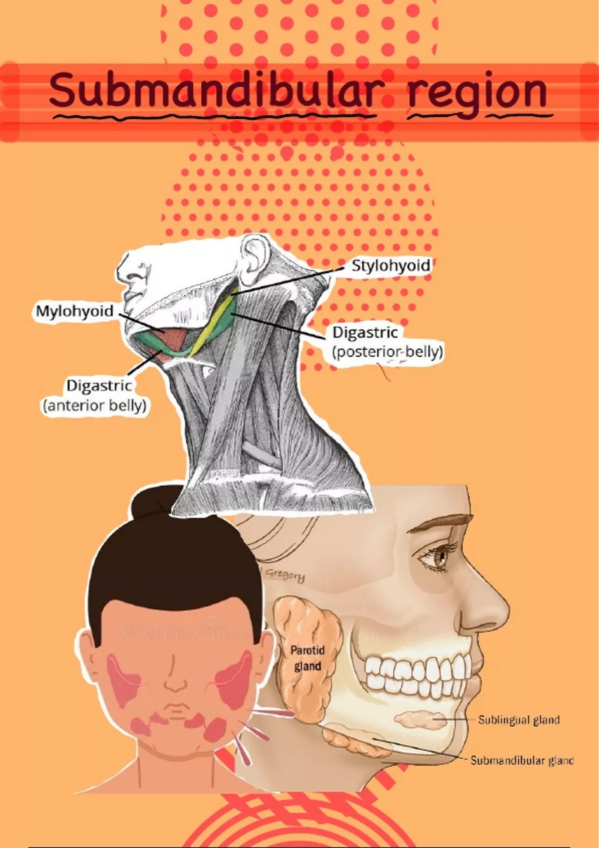 Anatomy of submandibular region - BDS110 - Stuvia US