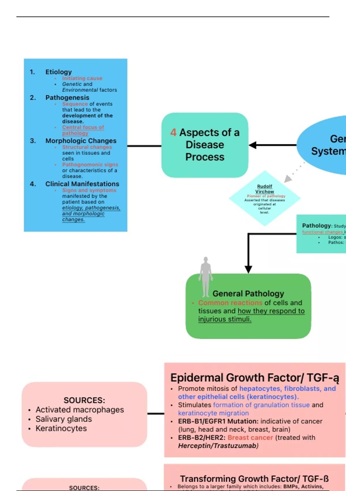 Cell and Cell Cycle Summary - General Pathology - Stuvia US