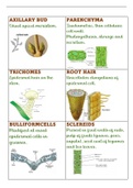 Summary Plant Anatomy flashcards - Biology - Stuvia US