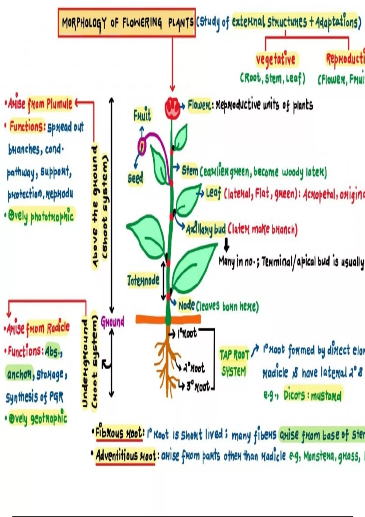 Summary Morphology of flowering plant - Science - Stuvia US