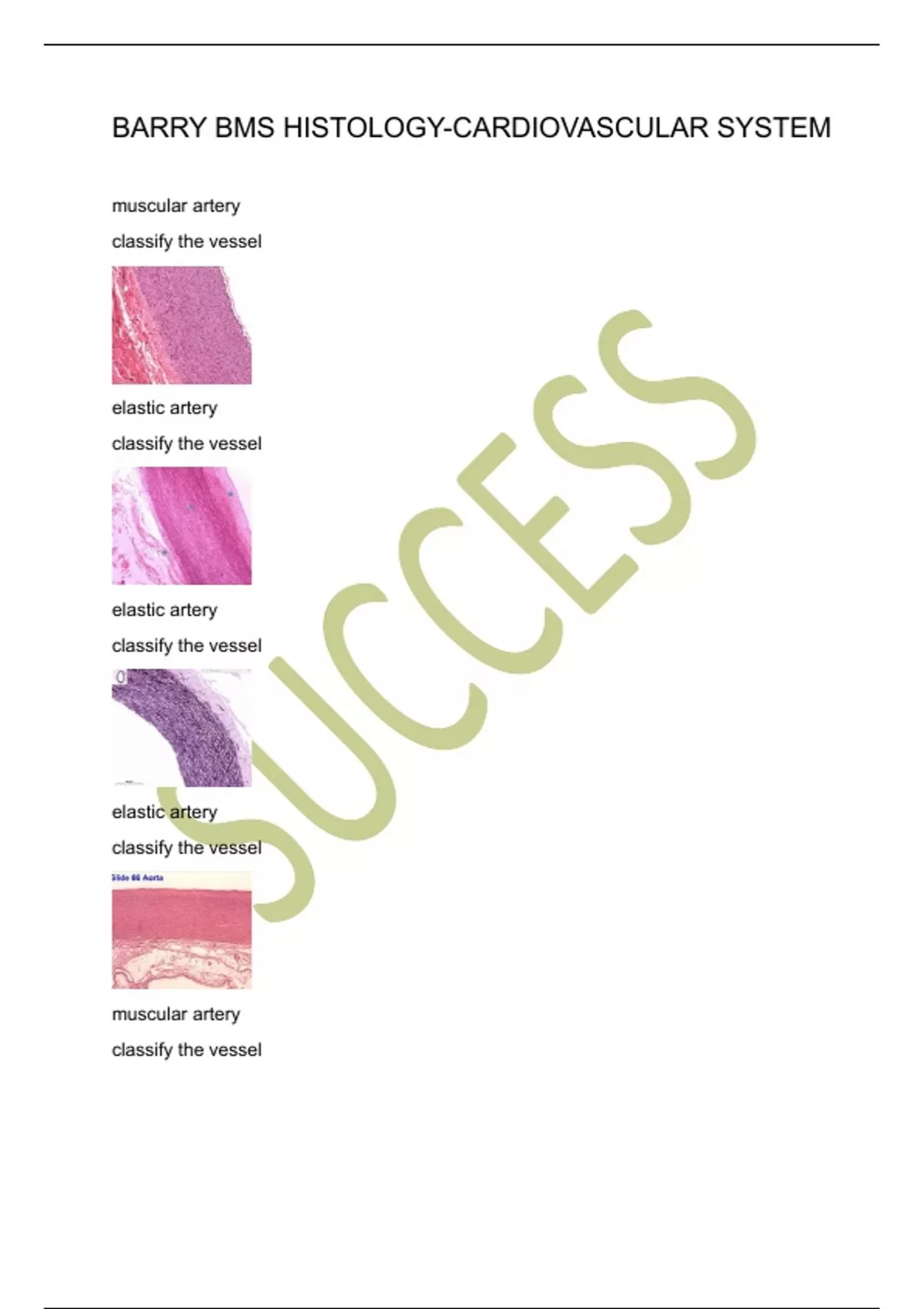 BARRY BMS HISTOLOGY-CARDIOVASCULAR SYSTEM - BARRY BMS - Stuvia US