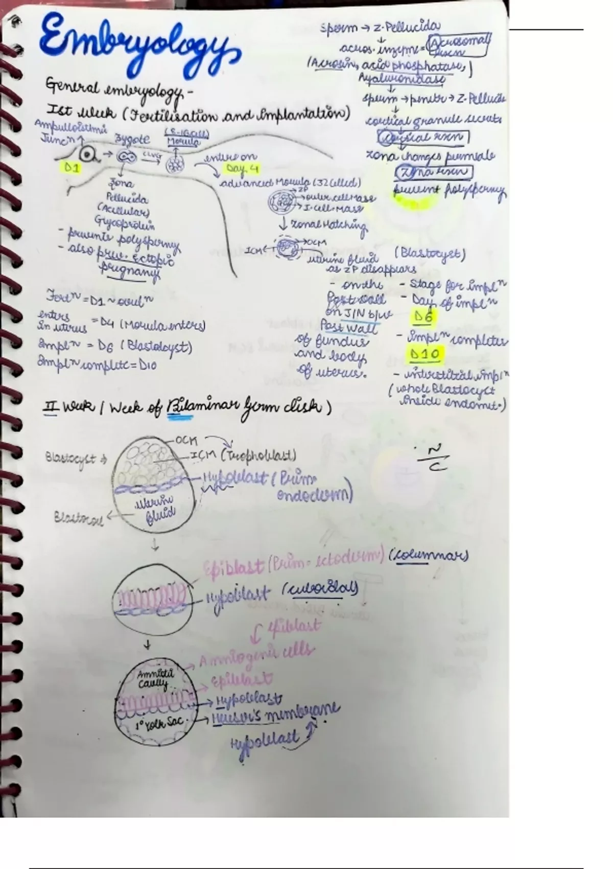 Class notes Embryology Langman's Medical Embryology, International ...
