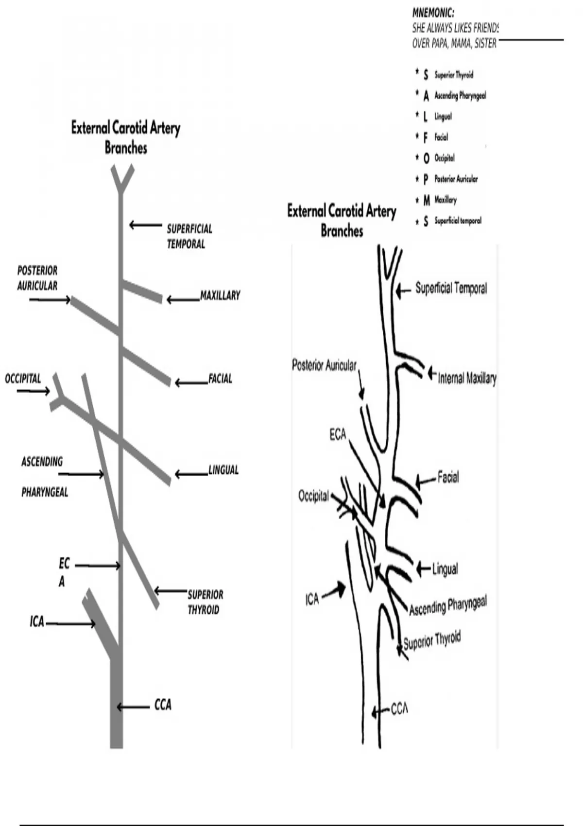 ECA Branch Anatomy - RVT - Registered Vascular Technologist - Stuvia US