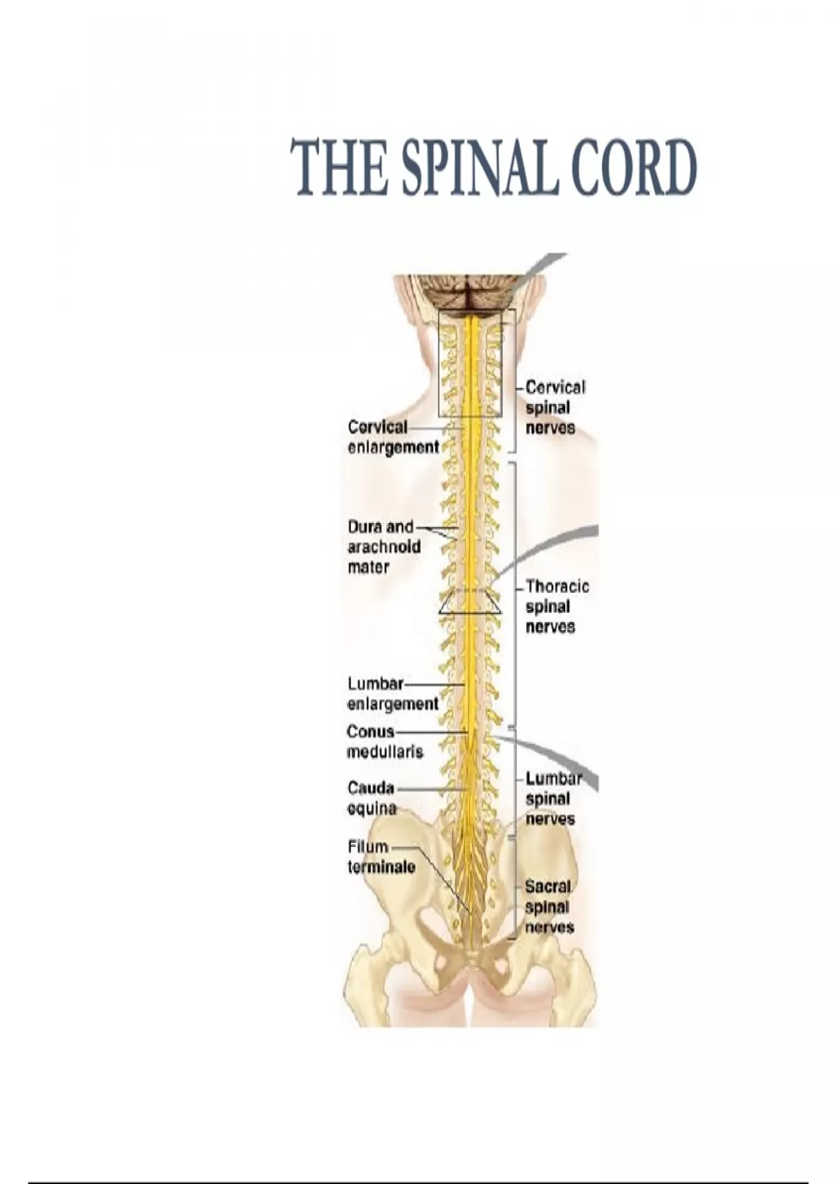 Summary NEUROANATOMY ; THE SPINAL CORD guaranteed a+ - MEDICINE 111 ...