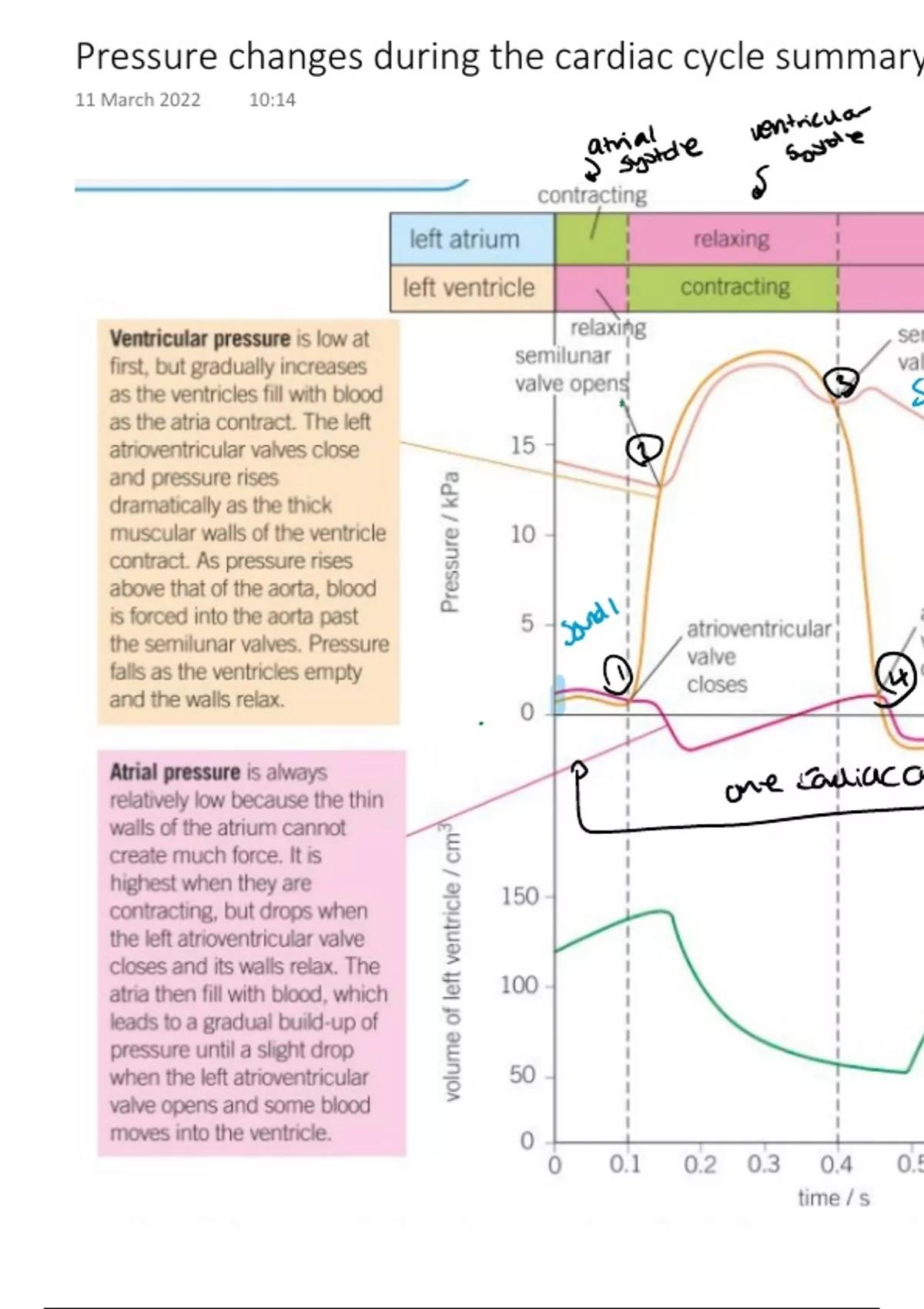Summary Pressure changes during the cardiac cycle - Unit 3 - Organisms ...