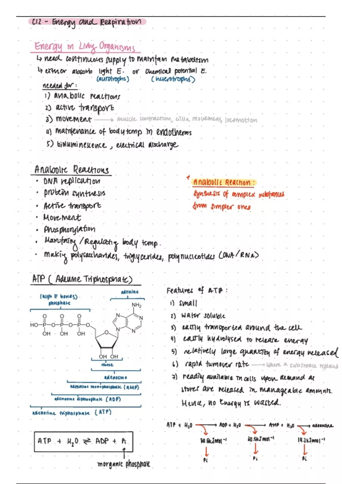 Summary CIE A Level Biology - C12 Energy and Respiration Notes - A2 Bio ...