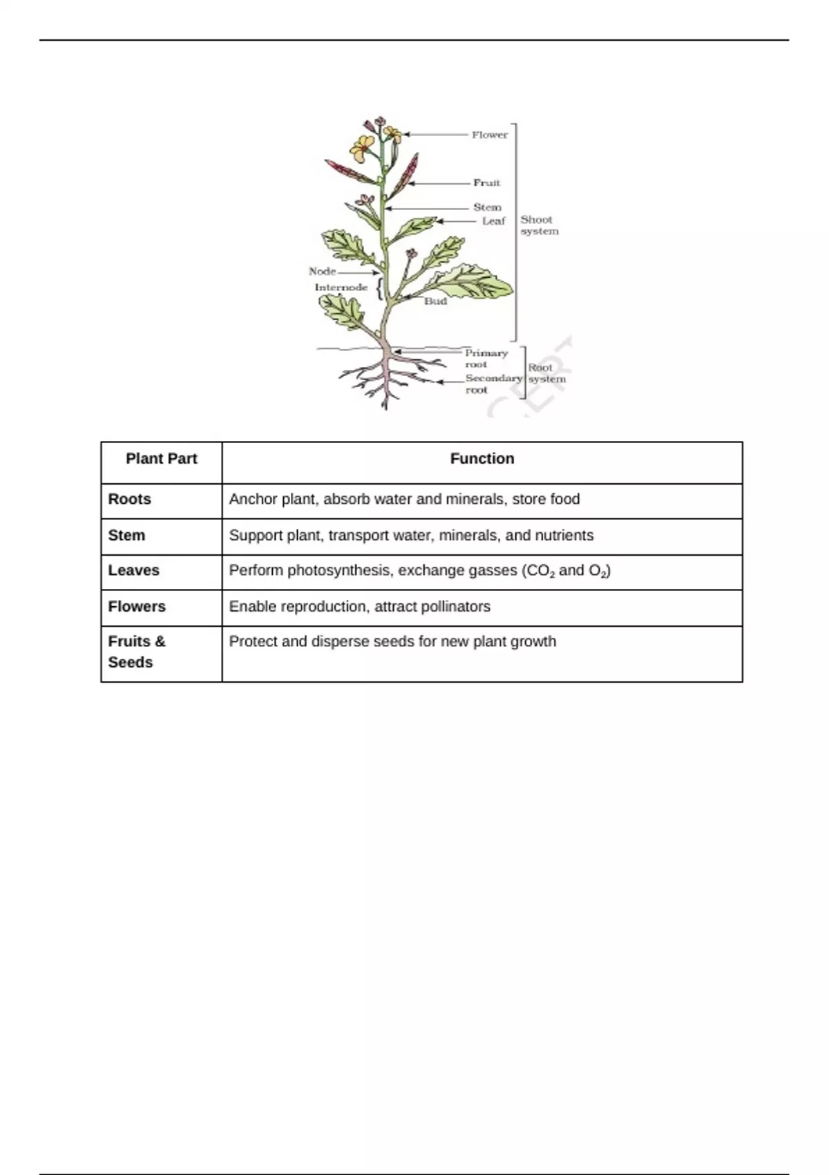 Transpiration VS Evaporation in Plants,Plant parts and their functions ...