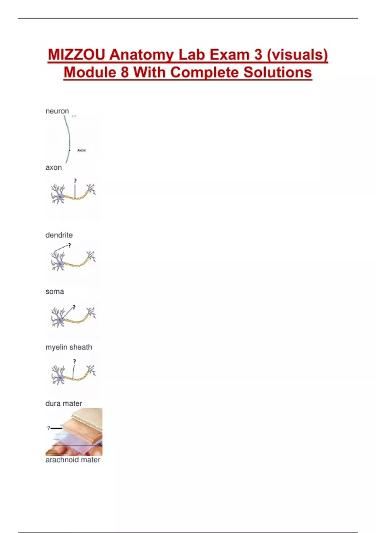 MIZZOU Anatomy Lab Exam 3 (visuals) Module 8 With Complete Solutions - MIZZOU Anatomy Lab Module ...