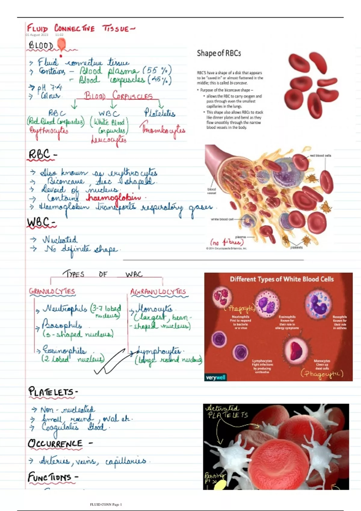 In-Depth Study Notes on Fluid Connective Tissue for Biology Students ...