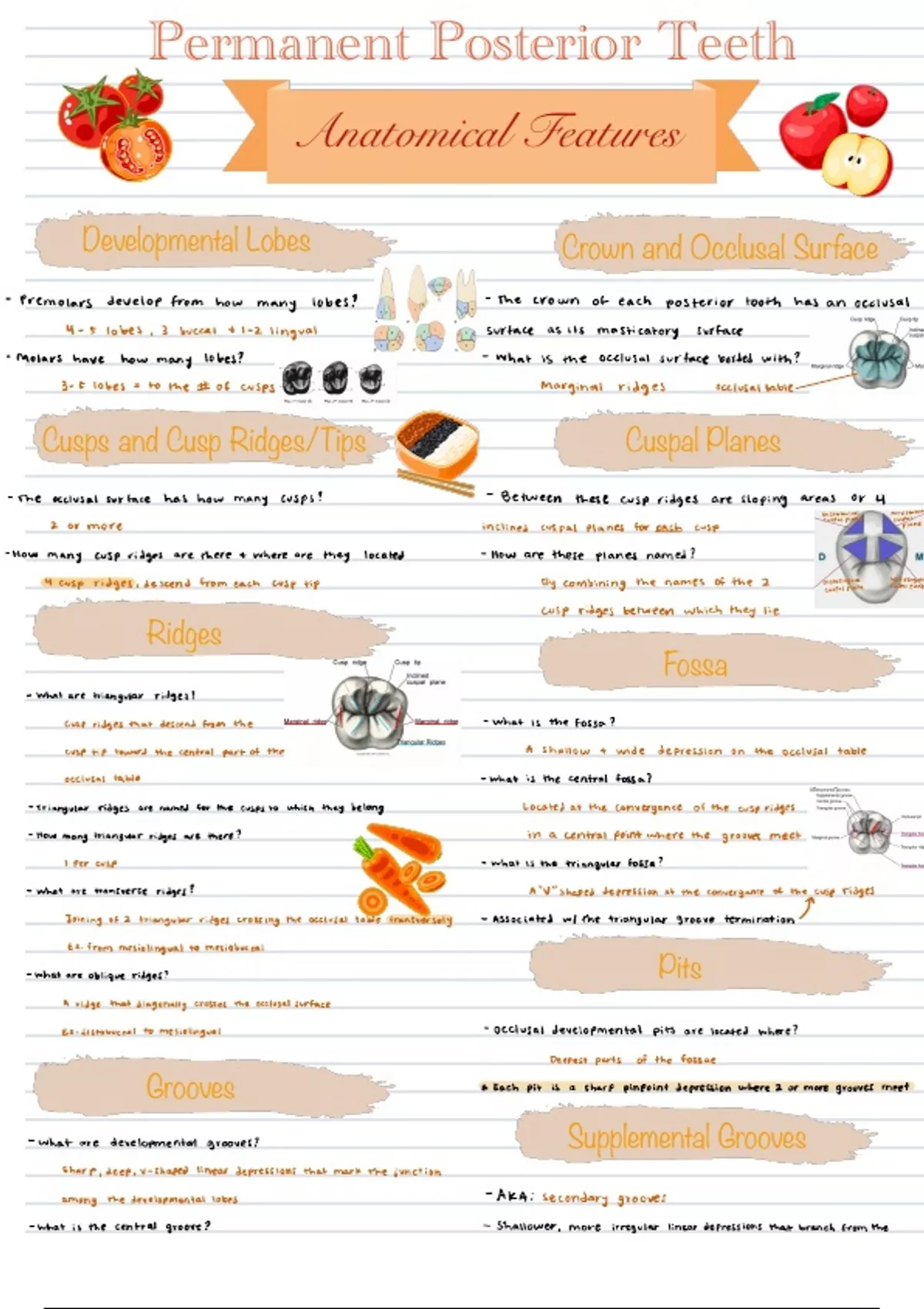 Overview of the Permanent Posterior Teeth - RDH - Registered Dental ...