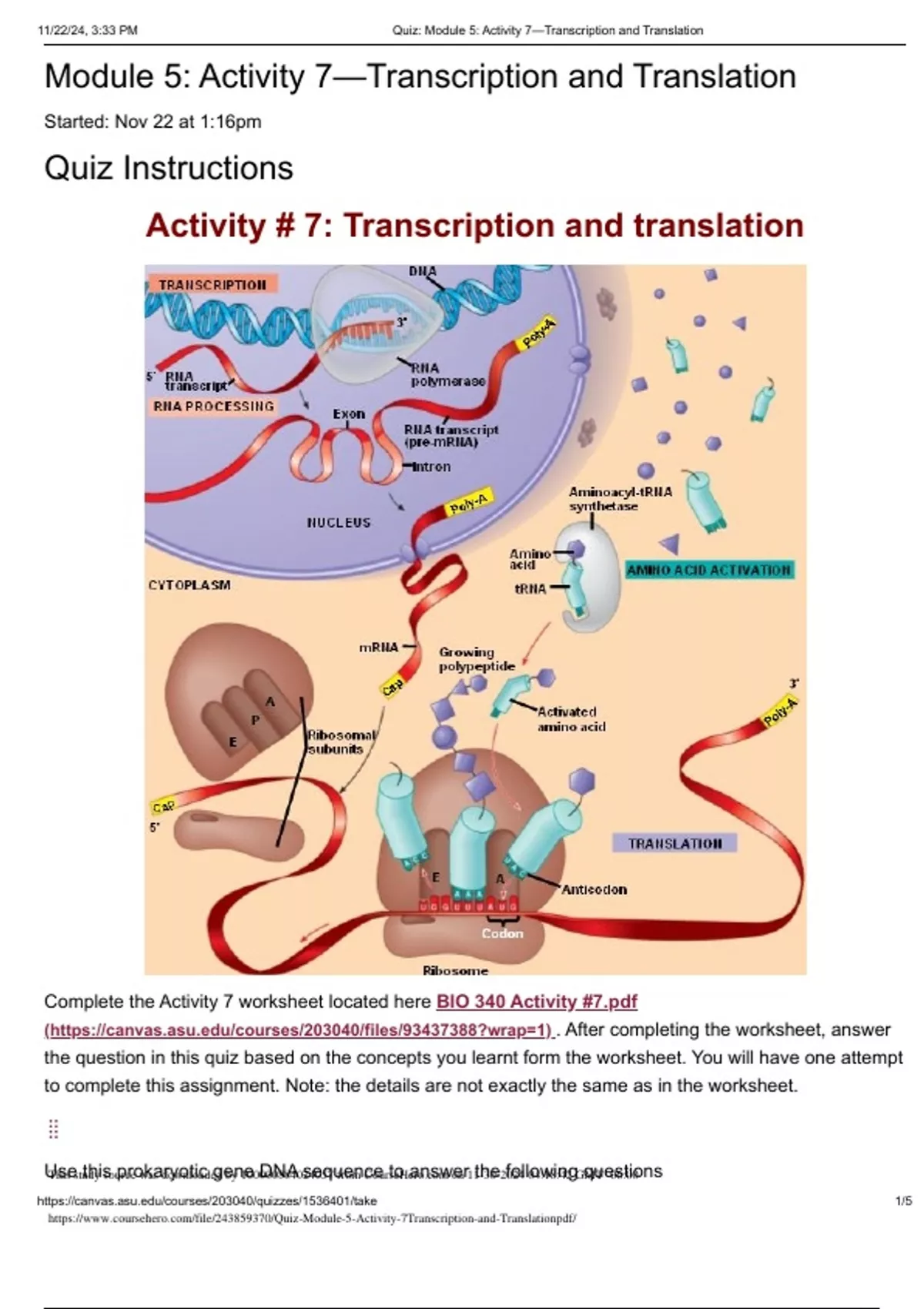 BIO 320 Quiz Module 5 Activity 7 (Latest Update) Transcription and ...