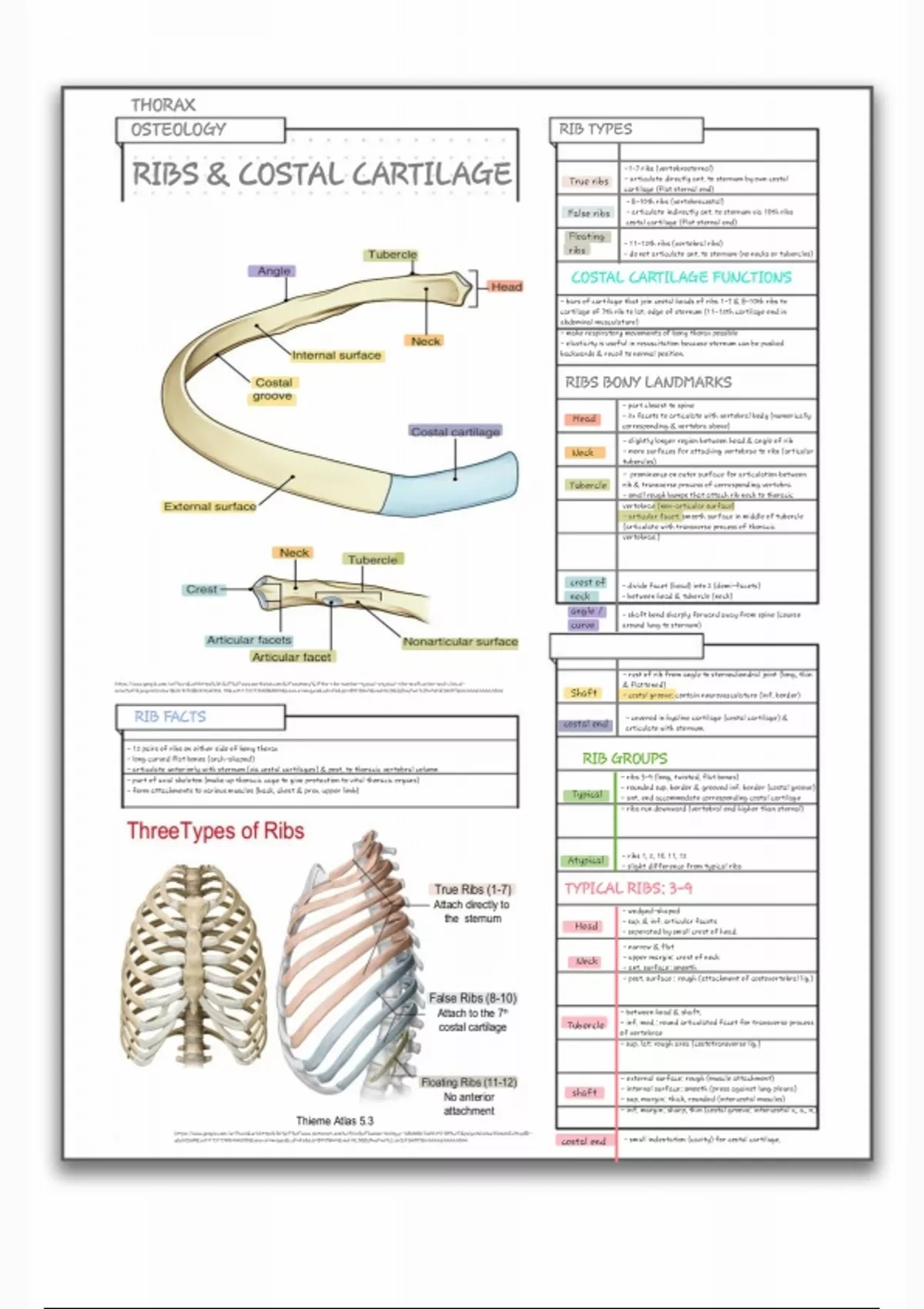 Summary Human Anatomy - Thorax Osteology: Ribs & Costal Cortilages ...