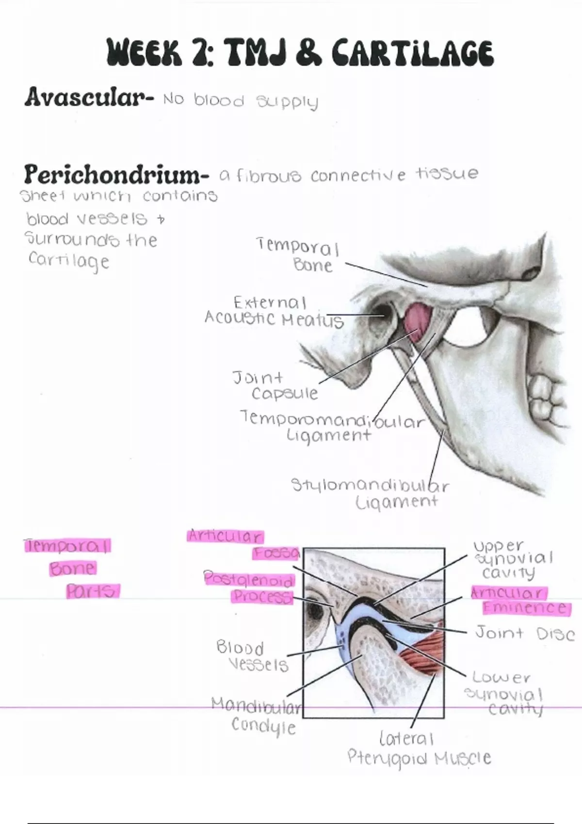 Summary Dental TMJ & Cartilage - Dental Hygiene - Stuvia US