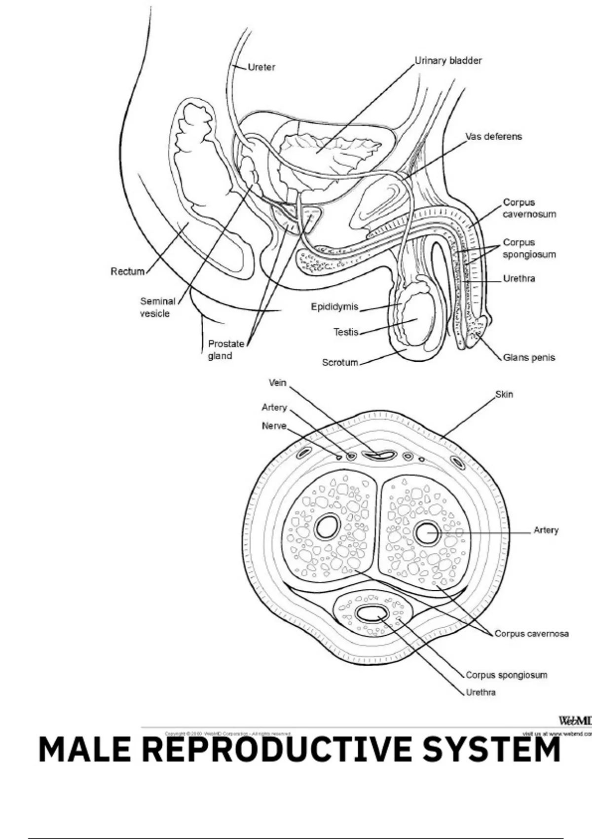Diagram of Male Reproductive system Anatomy - Anatomy 101 (ANATOMY ...