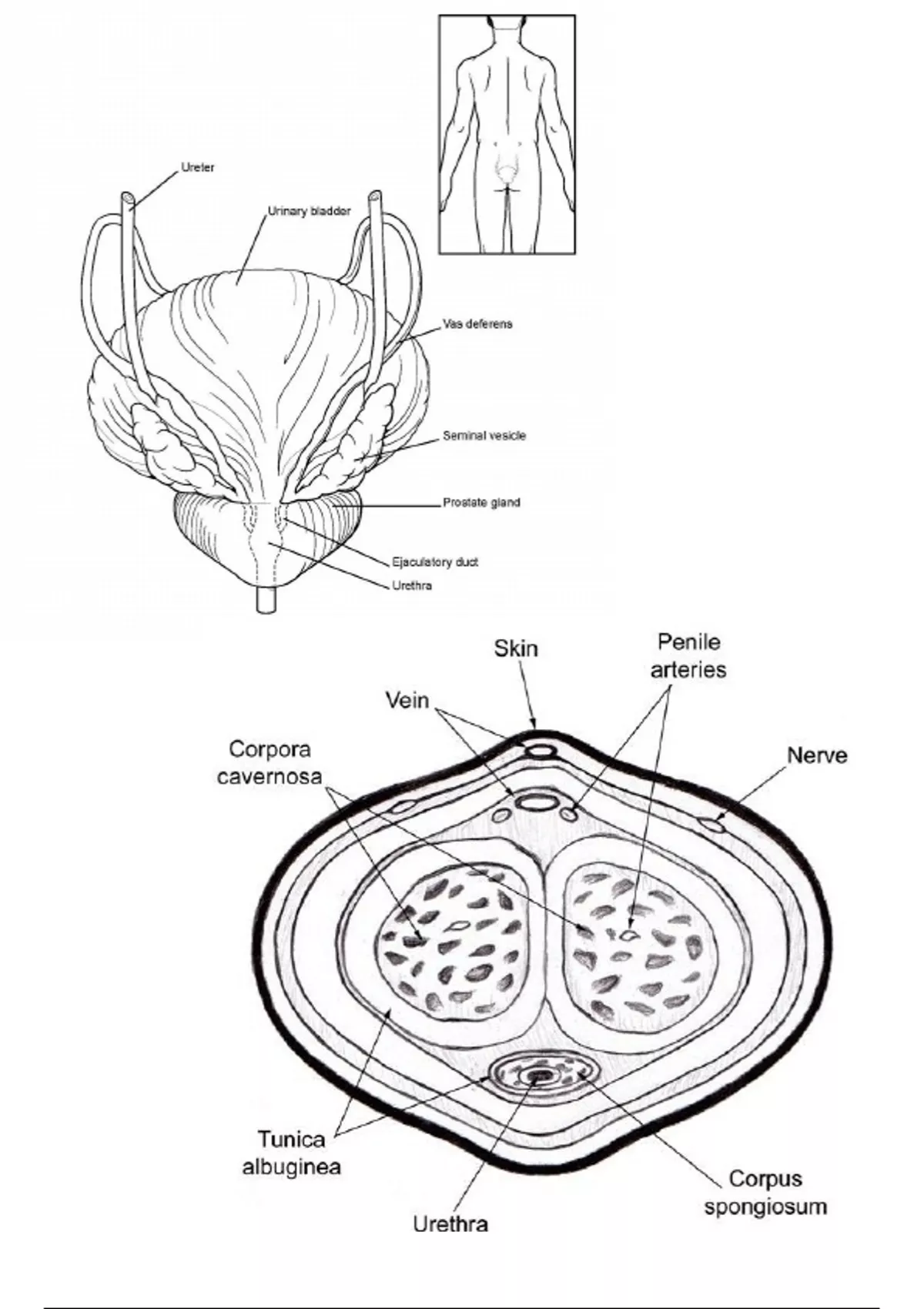 Male Reproductive organ Anatomy well labelled diagram - Anatomy 101 ...