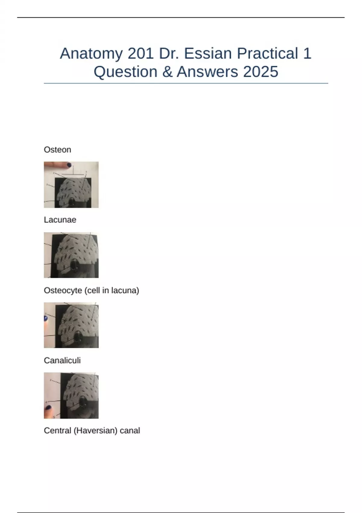 Anatomy 201 Dr. Essian Practical 1 Question & Answers 2025 - ANAT 201 ...