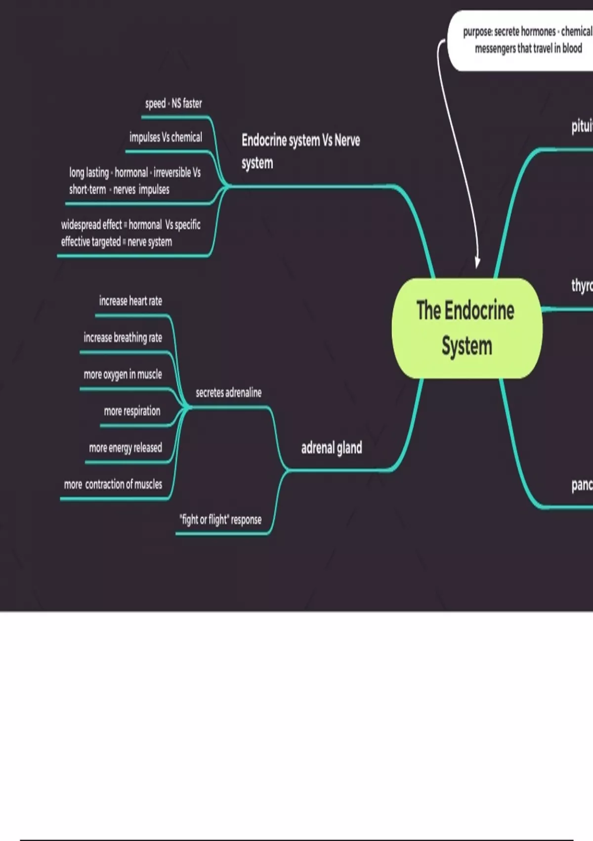 Summary mindmap on gcse biology, the endocrine system - Science - Stuvia UK