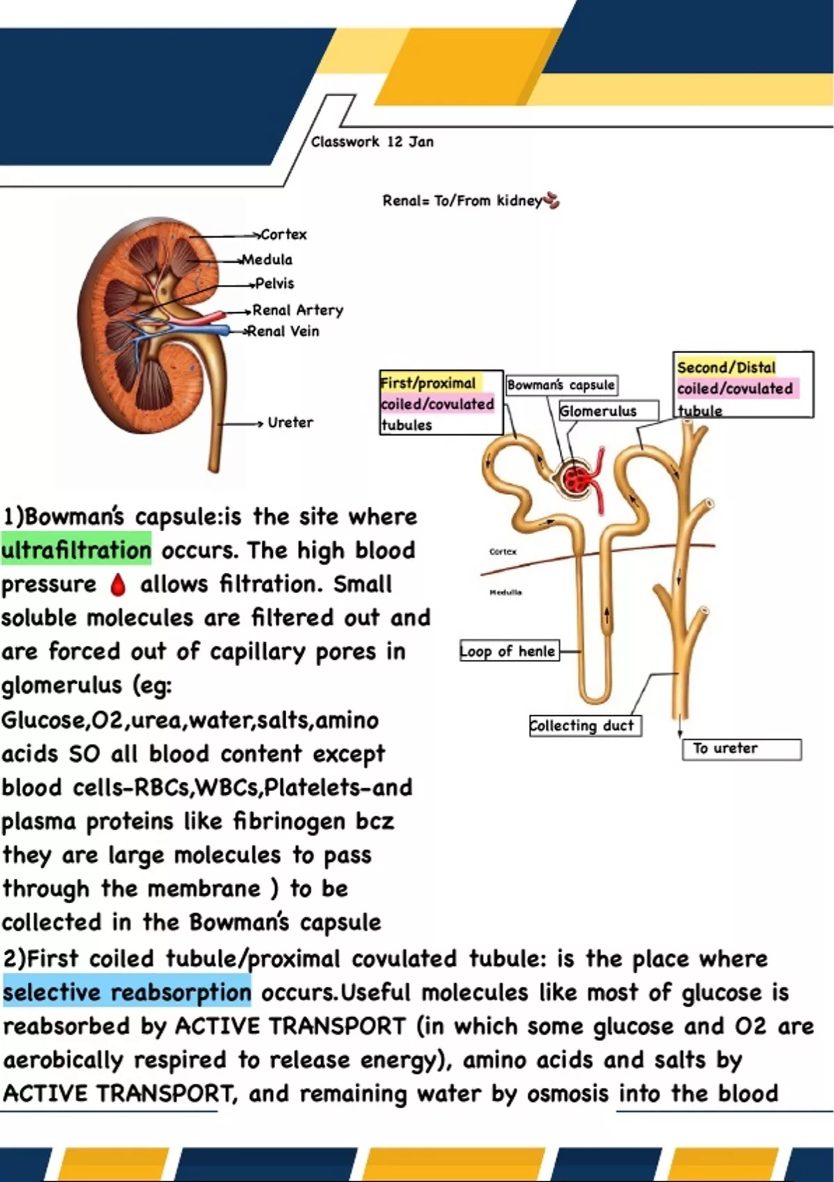 Excretion in 0610 Cambridge IGCSE - Biology - Stuvia UK