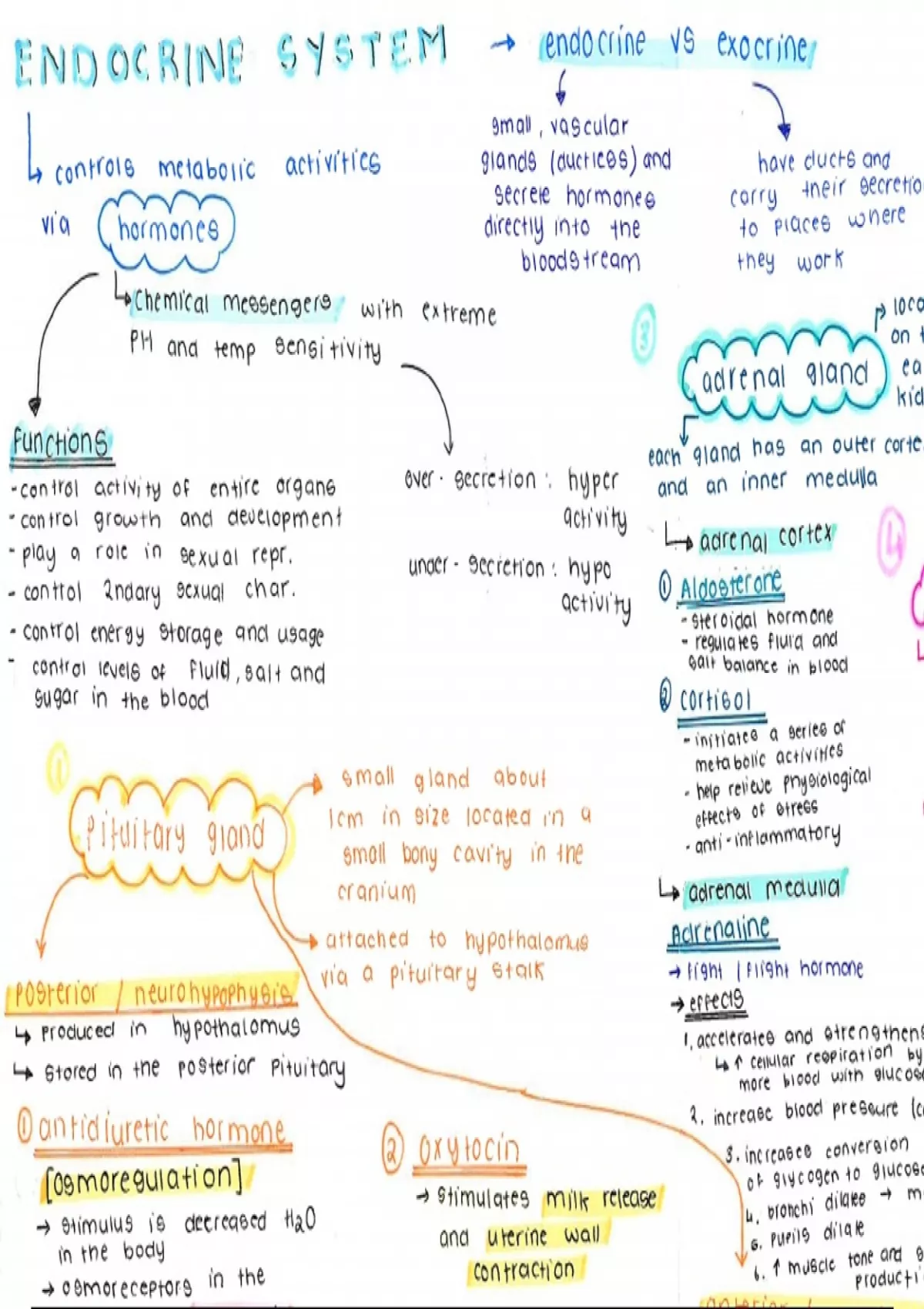 Summary IEB Matric Biology - Endocrine System - Life Sciences - Stuvia SA