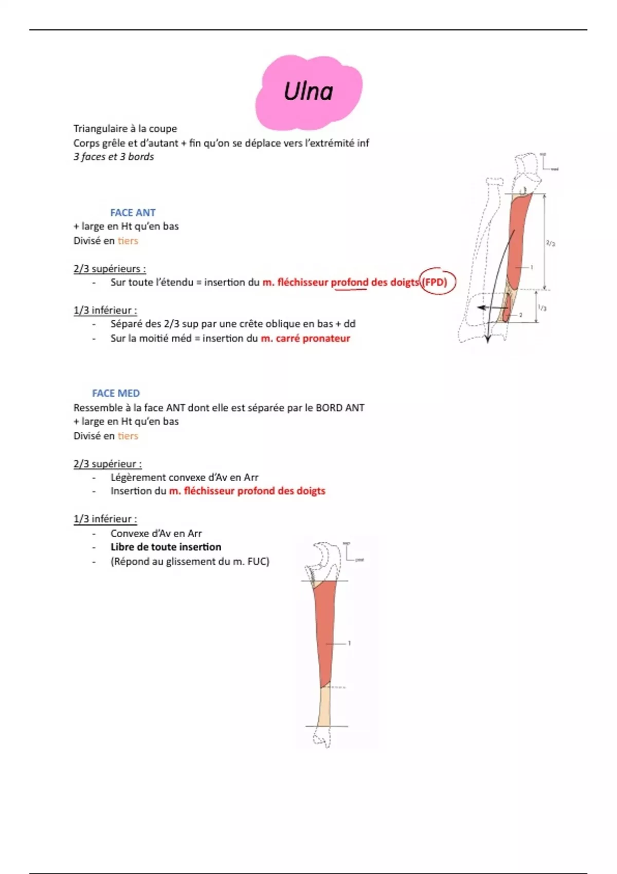 Résumé Fiche d'anatomie sur l'ulna avec des schémas en support - ULNA ...