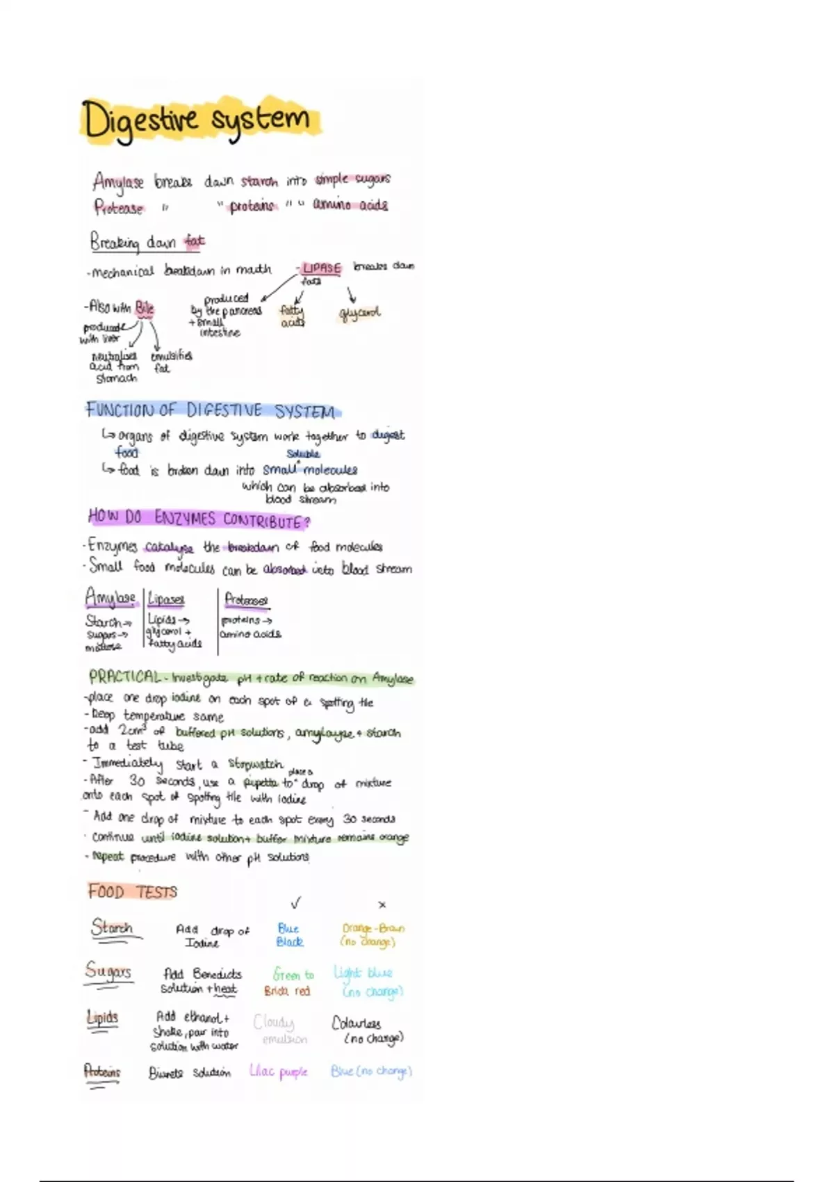 Summary Digestive system igcse biology - Biology - Stuvia UK