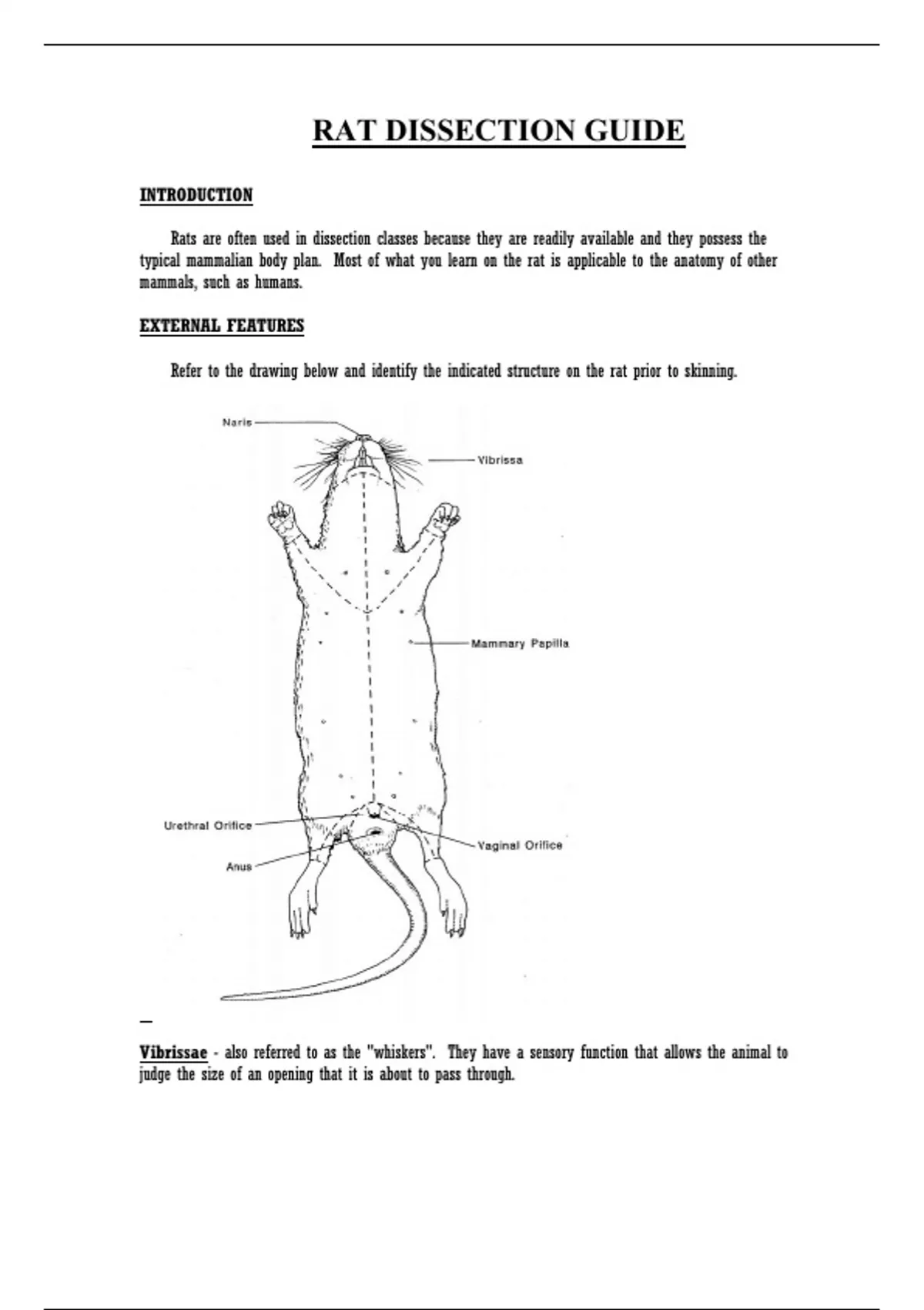 A guide to dissection of a rat - Biology and agriculture - Stuvia US
