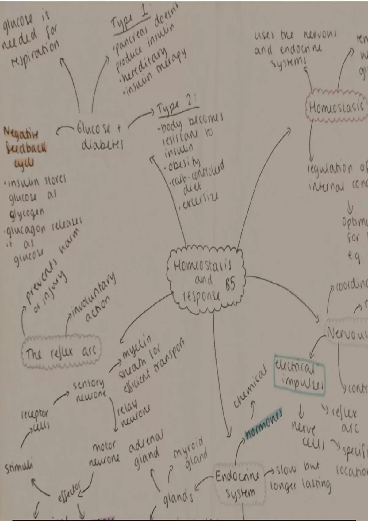 Summary Homeostasis and Response - B5 - AQA Trilogy Combined Science ...