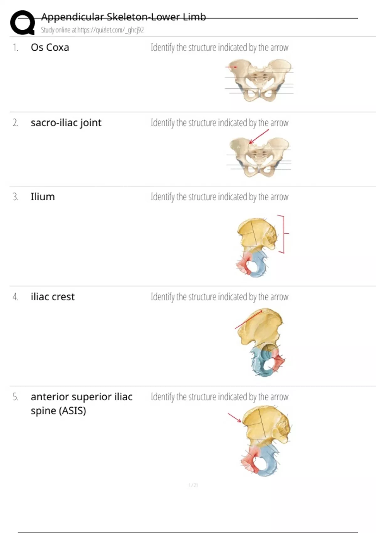 Appendicular skeleton lower limb study guide with questions and answers ...