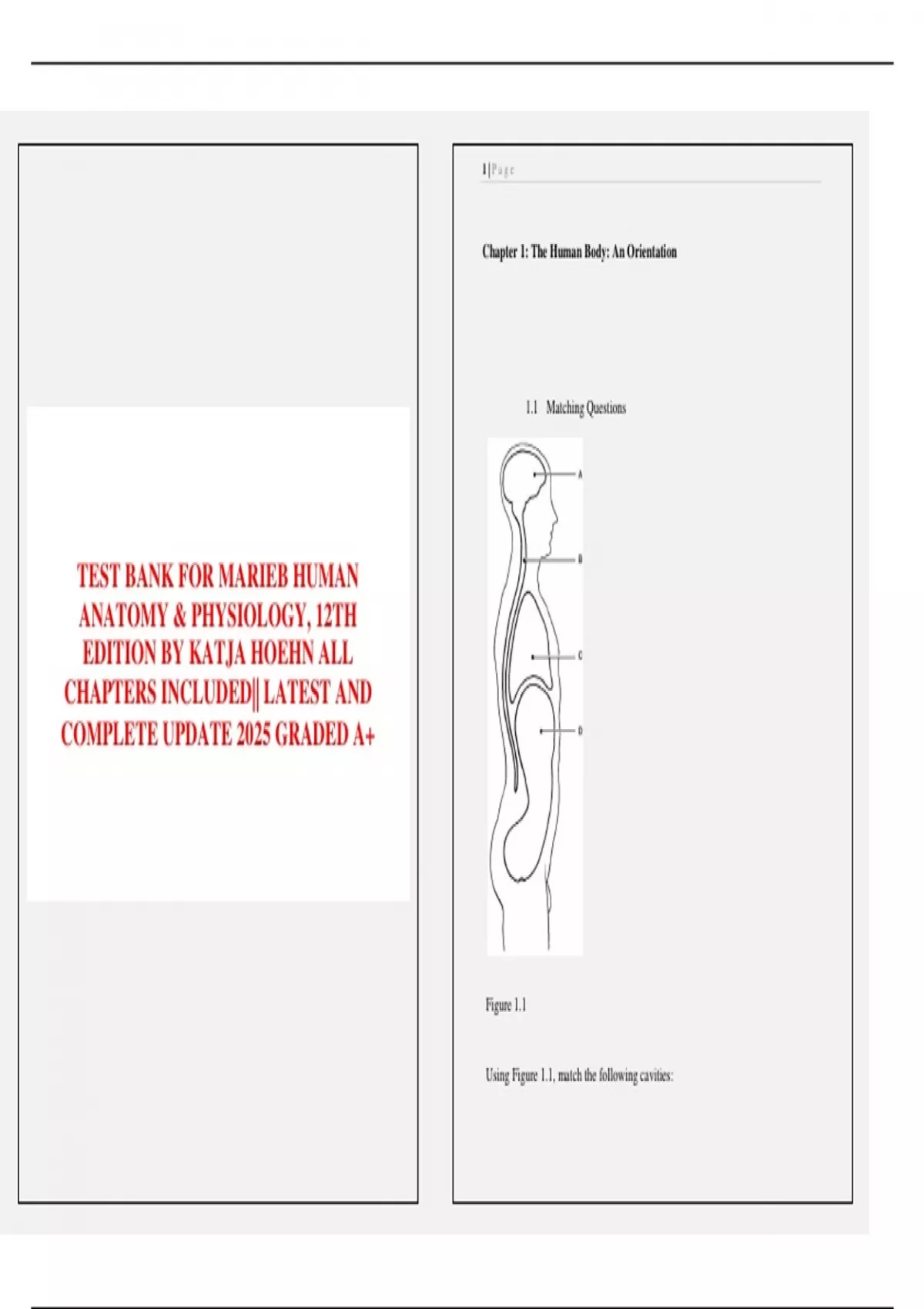 TEST BANK FOR MARIEB HUMAN ANATOMY & PHYSIOLOGY, 12TH EDITION BY KATJA ...