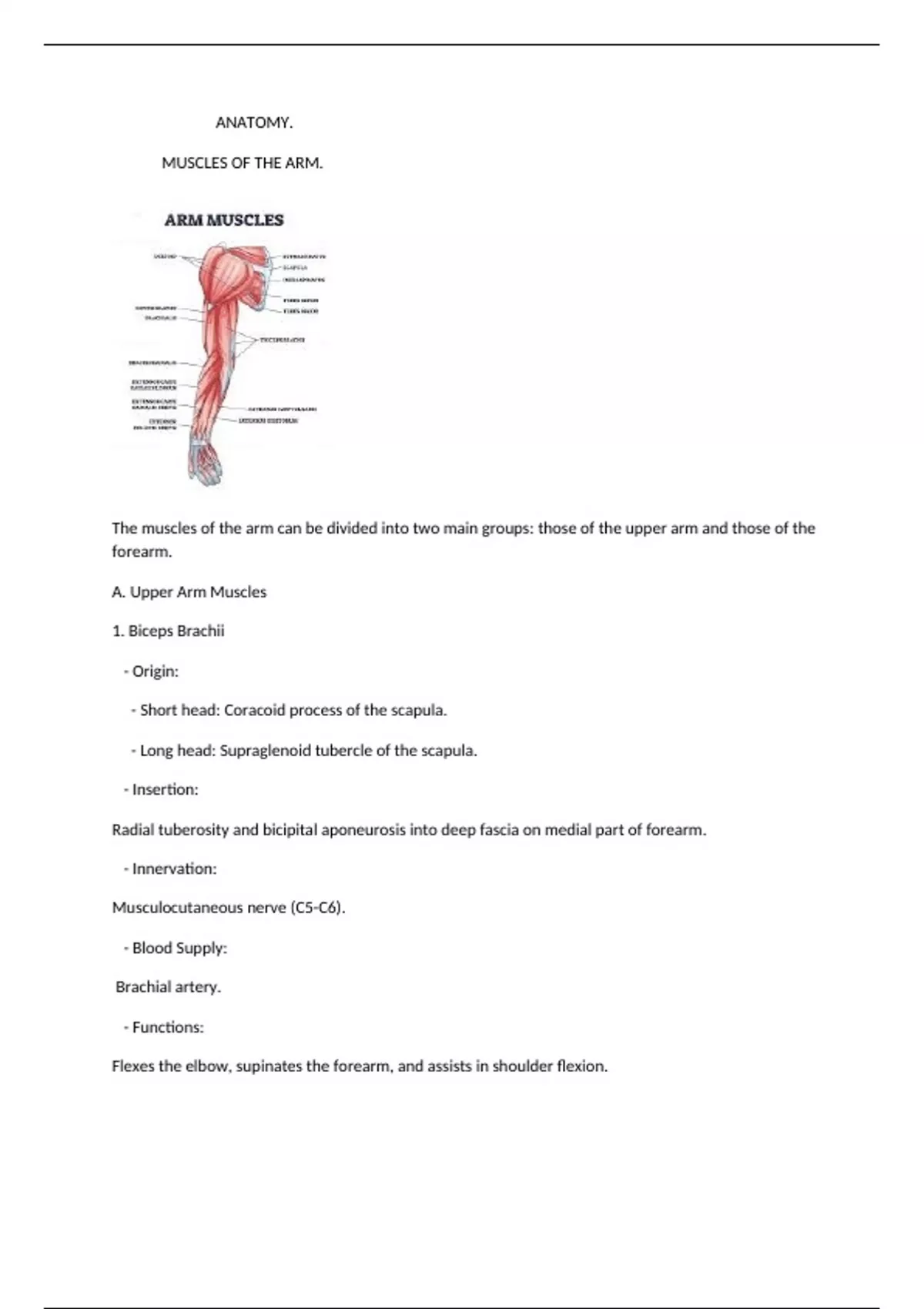 ANATOMY: MUSCLES OF THE ARM - Biology,chemistry, anatomy, physiology ...