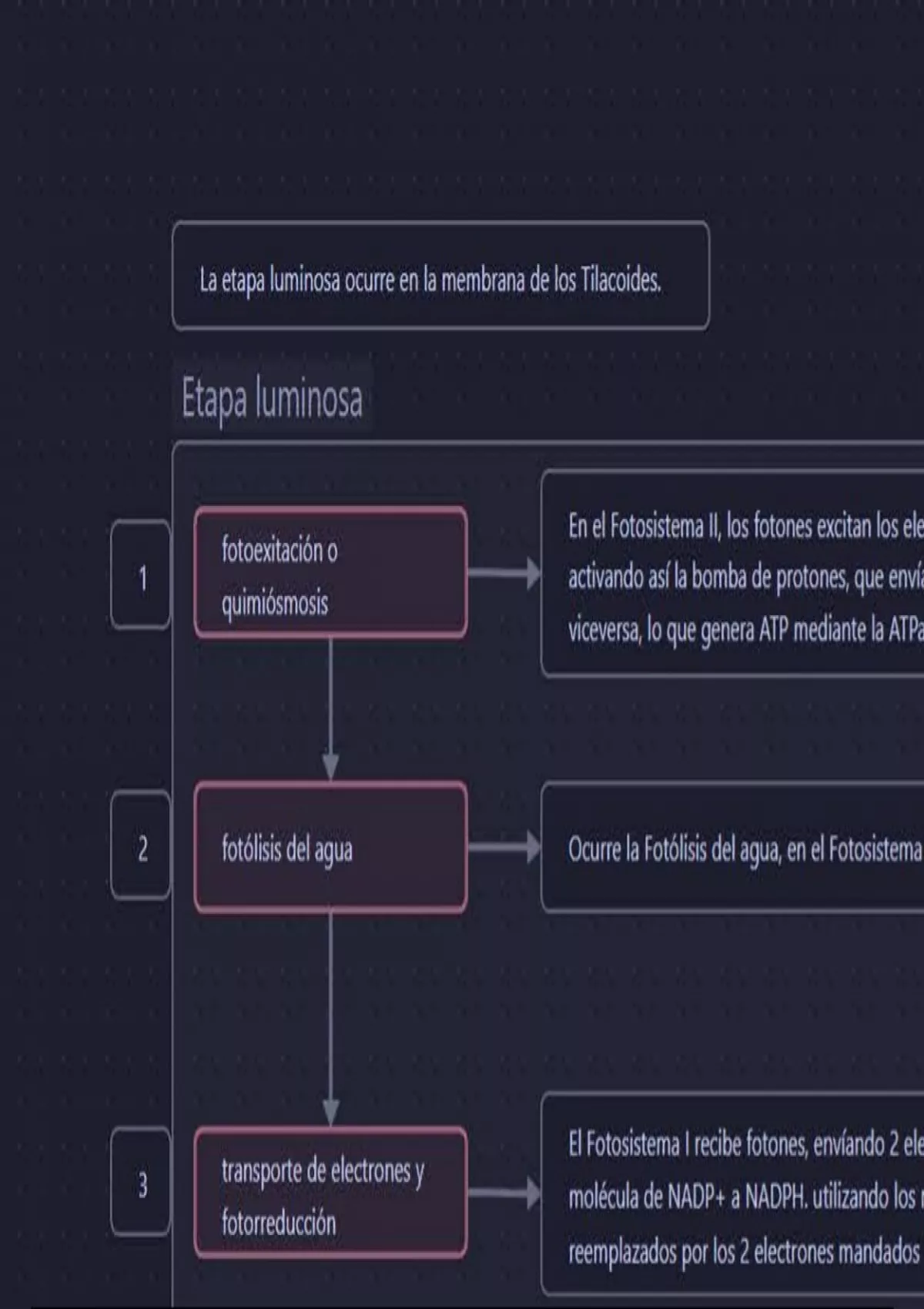 Sumario Resumen de Fotosíntesis, fase luminosa y oscura. - Biología ...