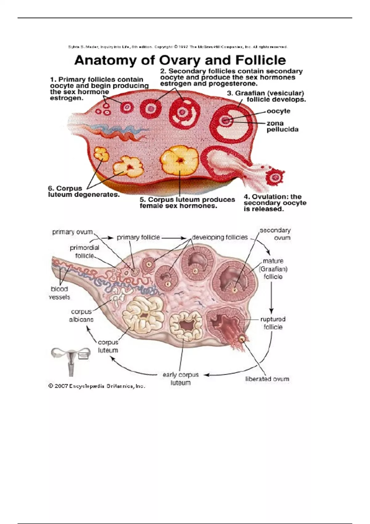 ovary structure and function - BS1070 - Stuvia US